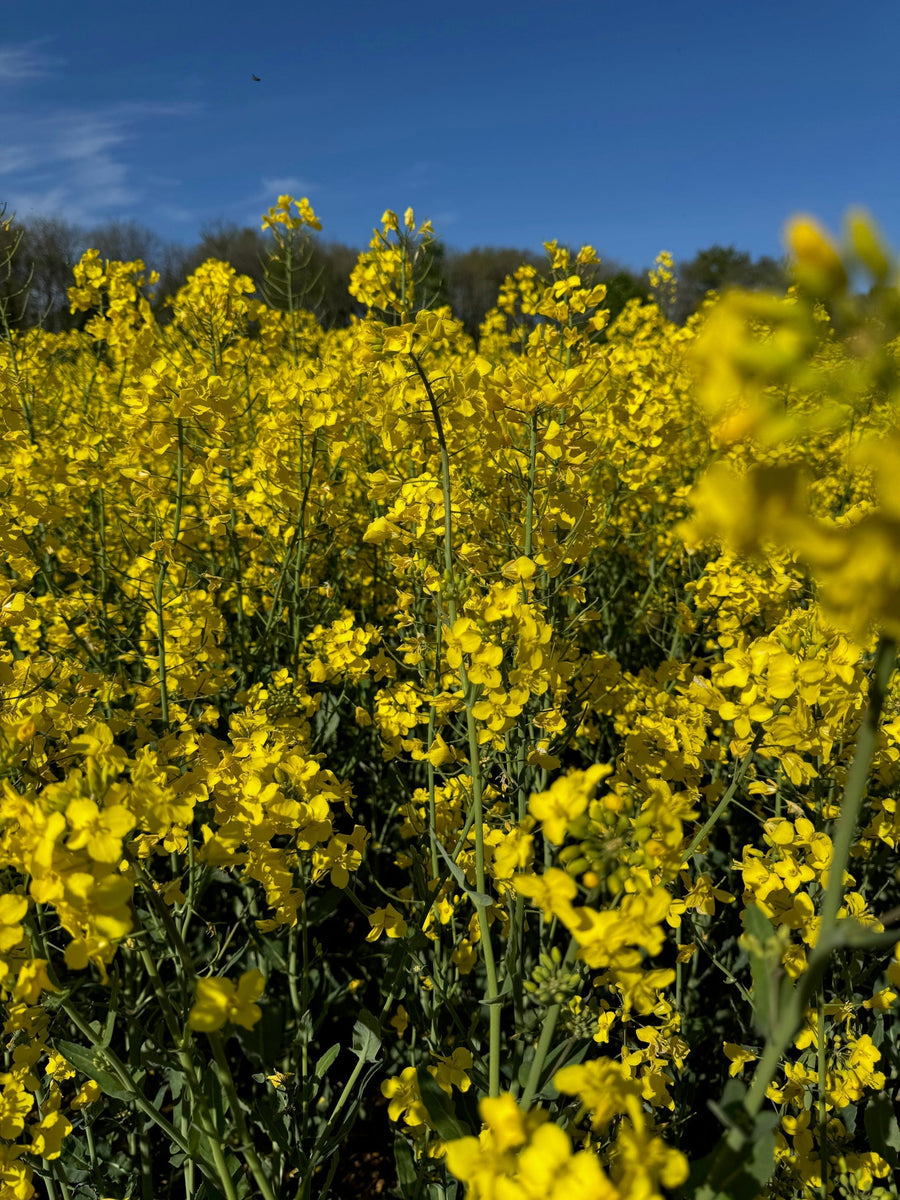 Are Seed Oils Bad for You? The Truth About Cold-Pressed Rapeseed Oil ...
